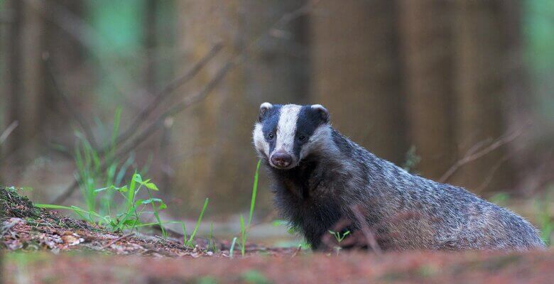 We're All Tired of Being Badgered